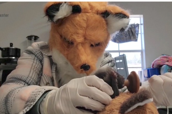 Outrage at vets self-identifying as foxes – The Daily Twerk